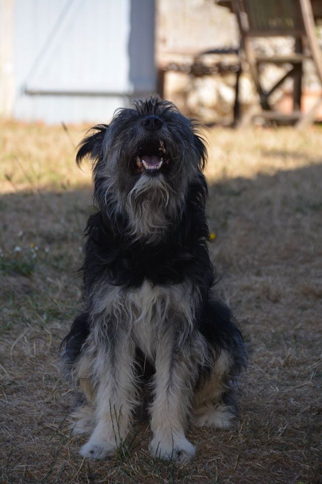 Dogs for Adoption – Hope Association