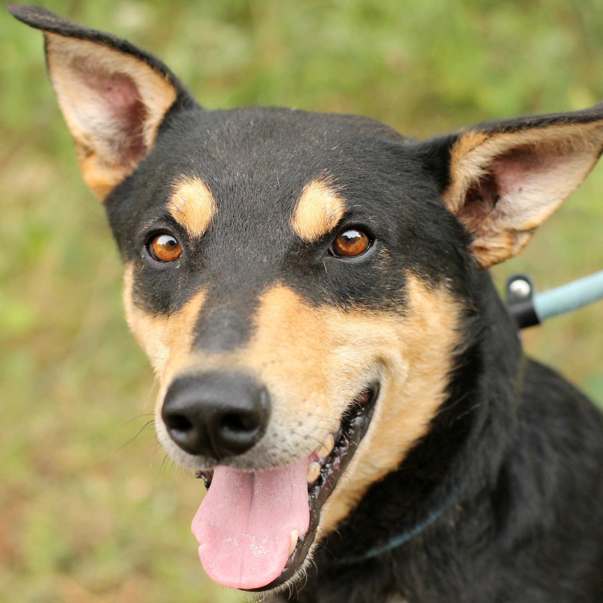 Dogs for Adoption – Hope Association