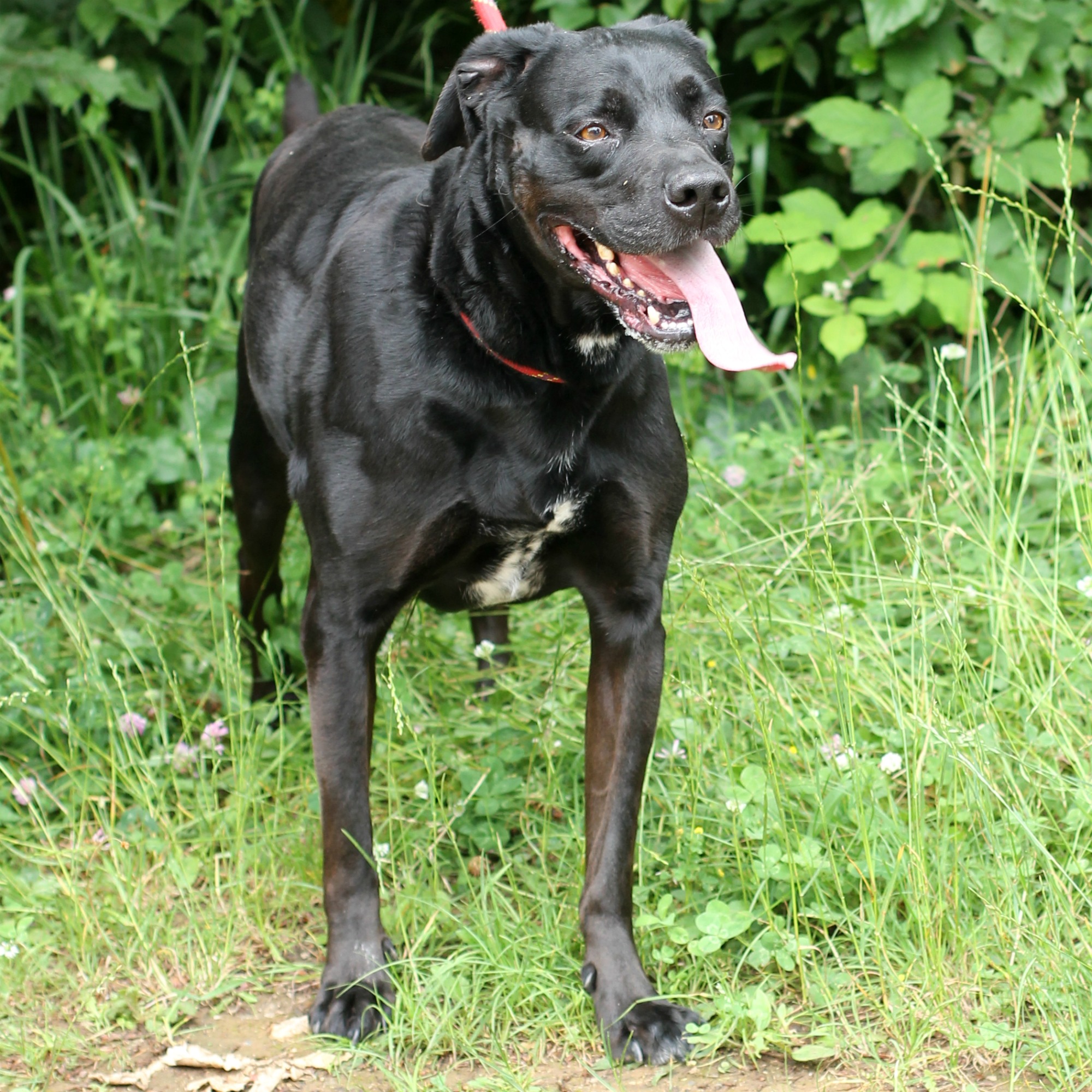 Dogs for Adoption – Hope Association