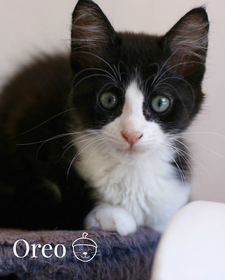 Cats for Adoption – Hope Association